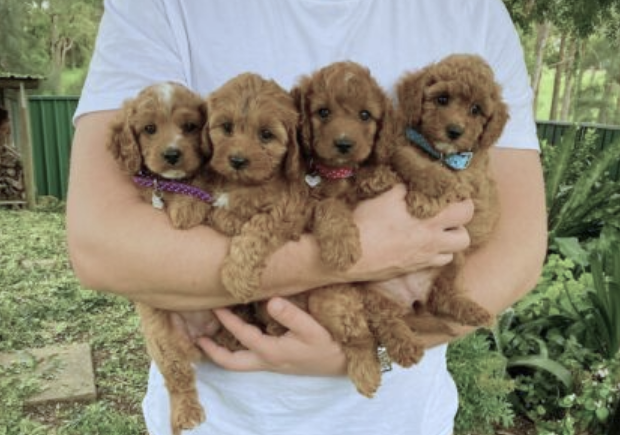 Facts About Cavoodles – Cavoodle Community Australia