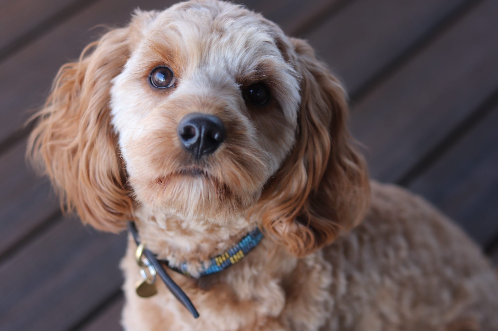 Cavoodle Dog - Cavoodle Community Australia