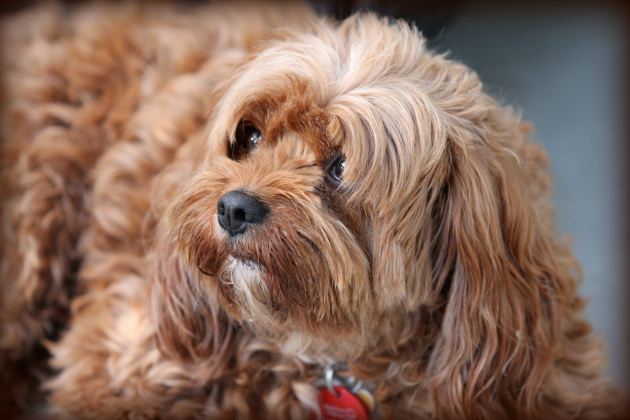What Colours Do Cavoodles Come In? - Cavoodle Community Australia