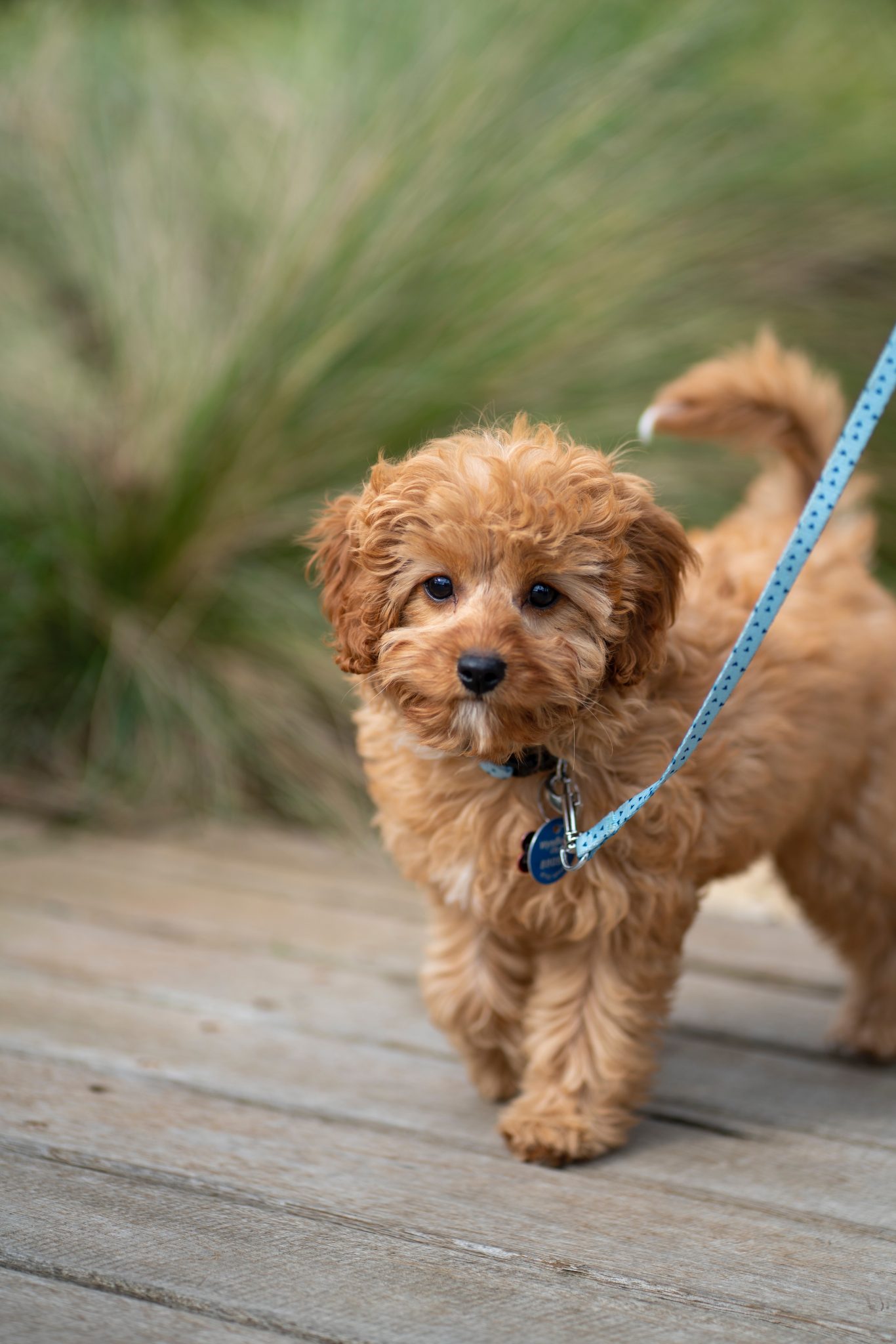 Are Cavoodle Puppies Easy to Train? - Cavoodle Community Australia