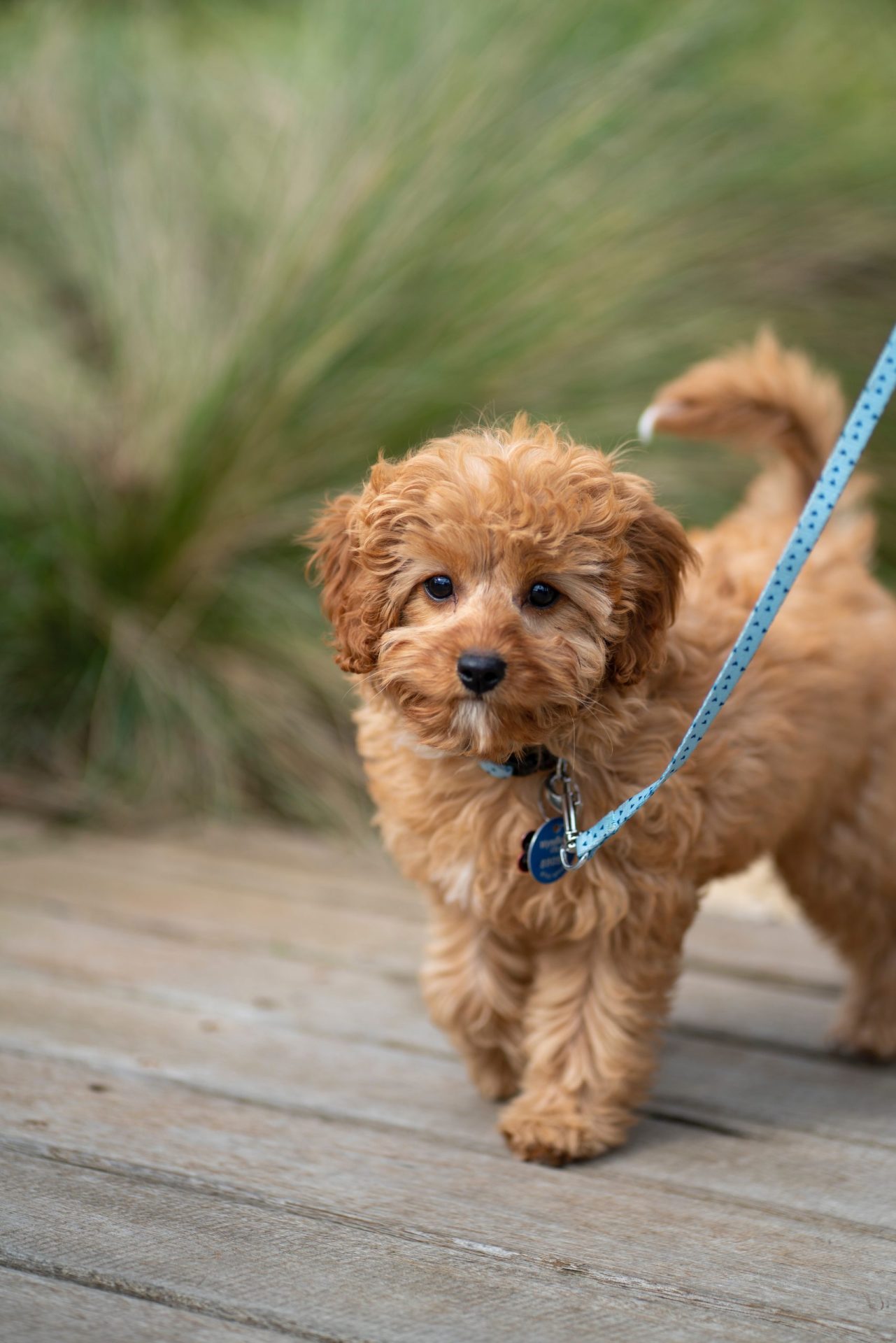 Are Cavoodle Puppies Easy to Train? - Cavoodle Community Australia