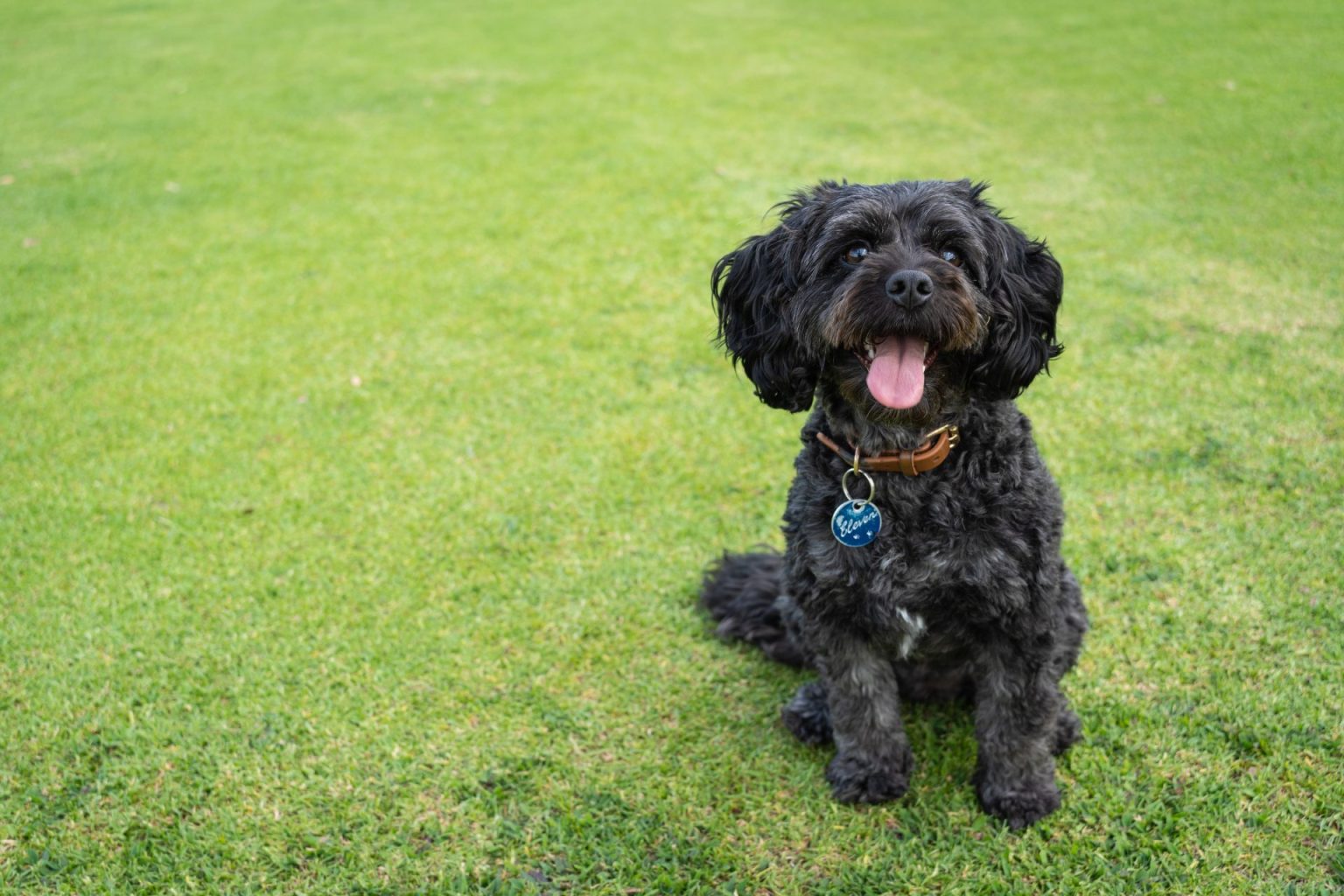 Cavoodle Coat Types Explained - Cavoodle Community Australia
