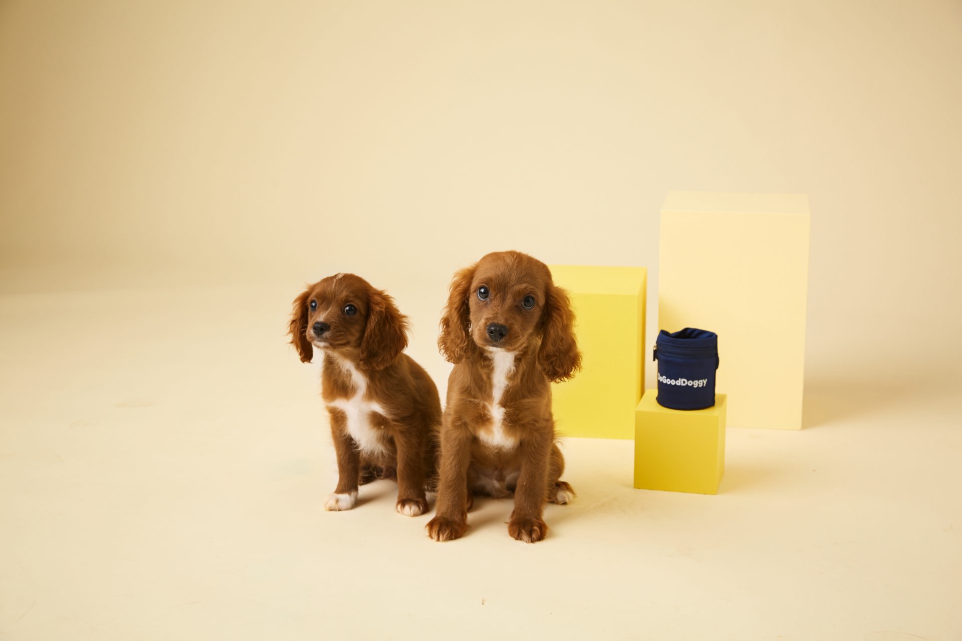 How the DoGoodDoggy Training System Can Transform Your Puppy - Cavoodle ...