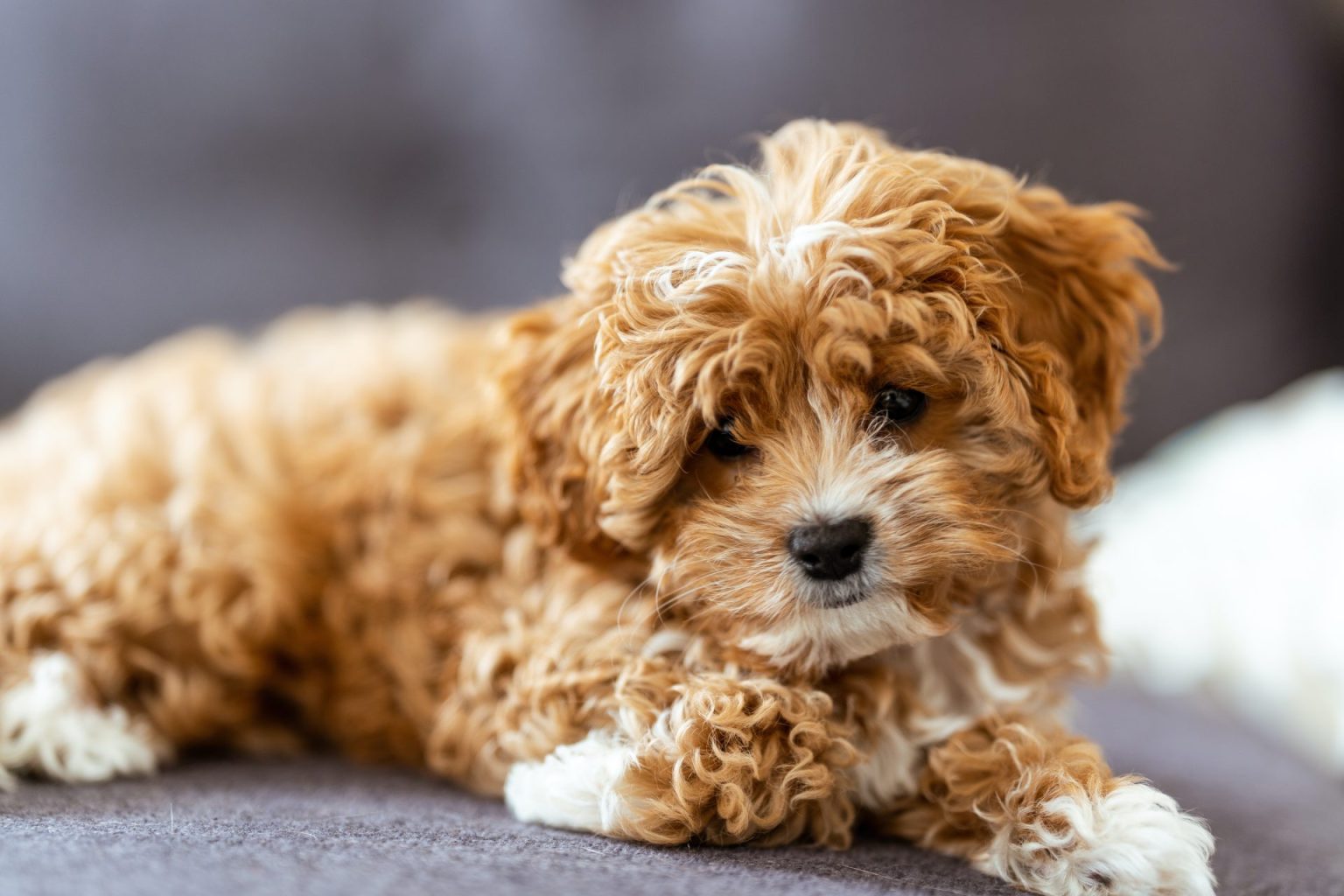 Cavoodle Coat Types Explained - Cavoodle Community Australia