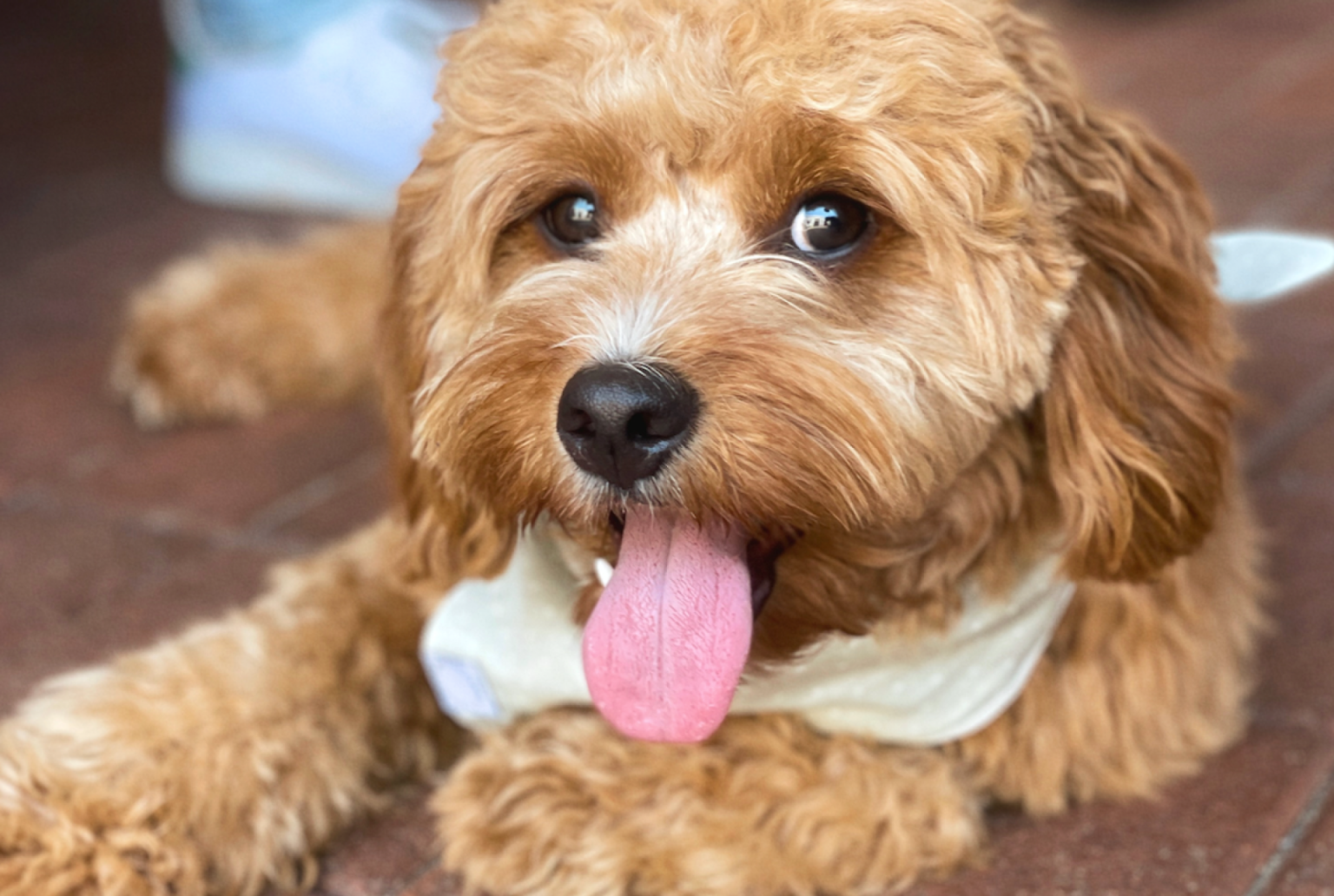 How Big Does a Full-Grown Cavoodle Get? - Cavoodle Community Australia