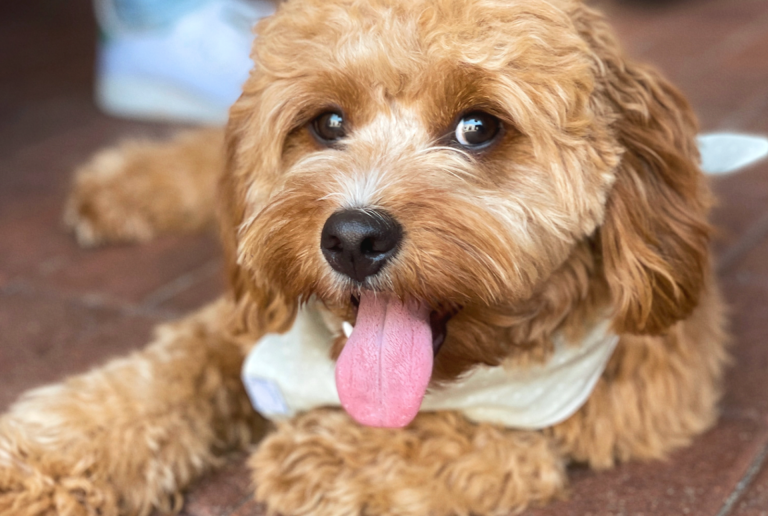 How Big Does a Full-Grown Cavoodle Get? - Cavoodle Community Australia