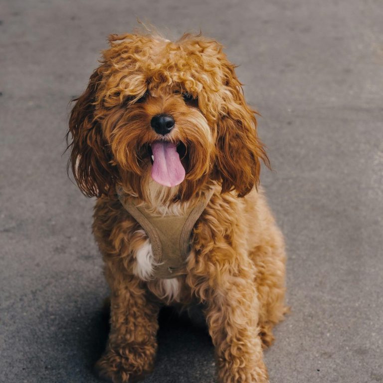 5 Unique Cavoodle Colours - Cavoodle Community Australia